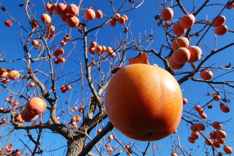 Weather Secrets Hidden in Persimmon Seeds: The Legend of the Fork ...