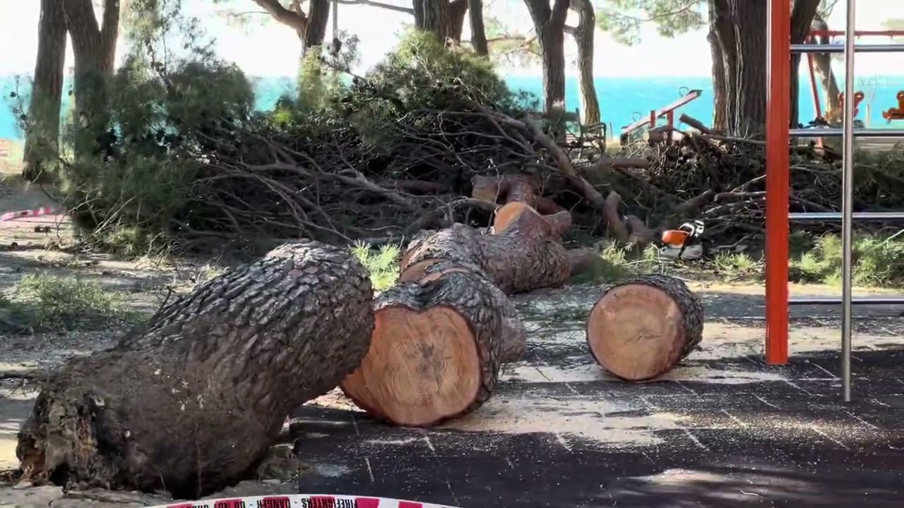 Fierce Bora Winds Uproot Pine Tree in Trieste’s Barcola Playground ...