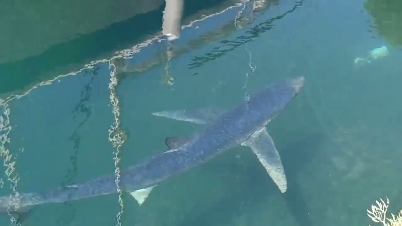 Shark in the City: Blue Beauty Glides Through Trieste Waters - InTrieste